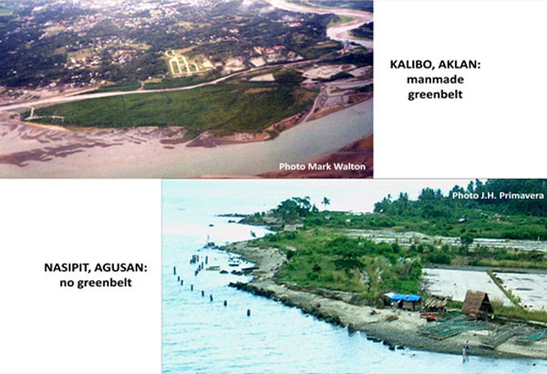 Shelter From The Storm Coastal Greenbelts Of Mangroves And Beach Forests Science And
