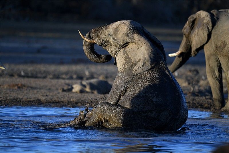 Farmers and animals struggle in drought-hit Botswana | Philstar.com