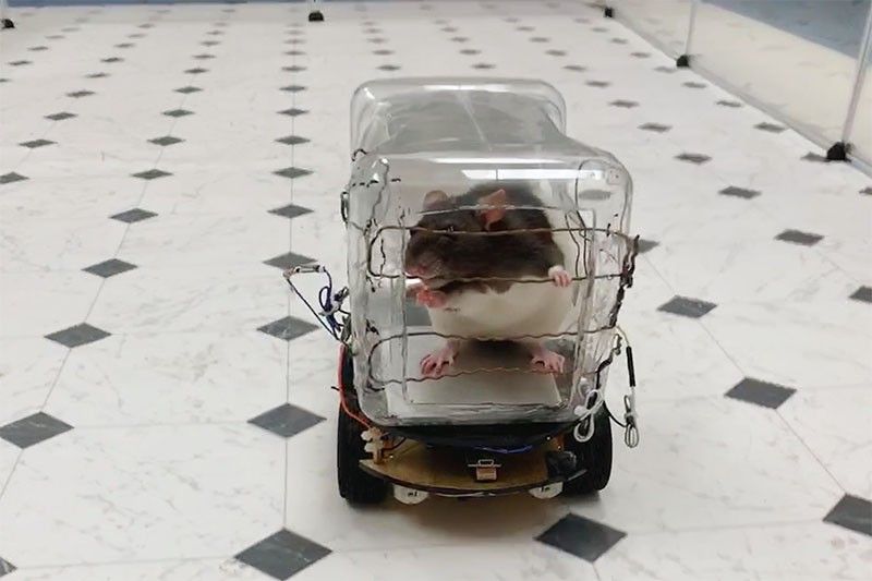Rats trained to drive tiny cars find it relaxing, scientists report ... Rats trained to drive tiny cars find it relaxing, scientists report ...