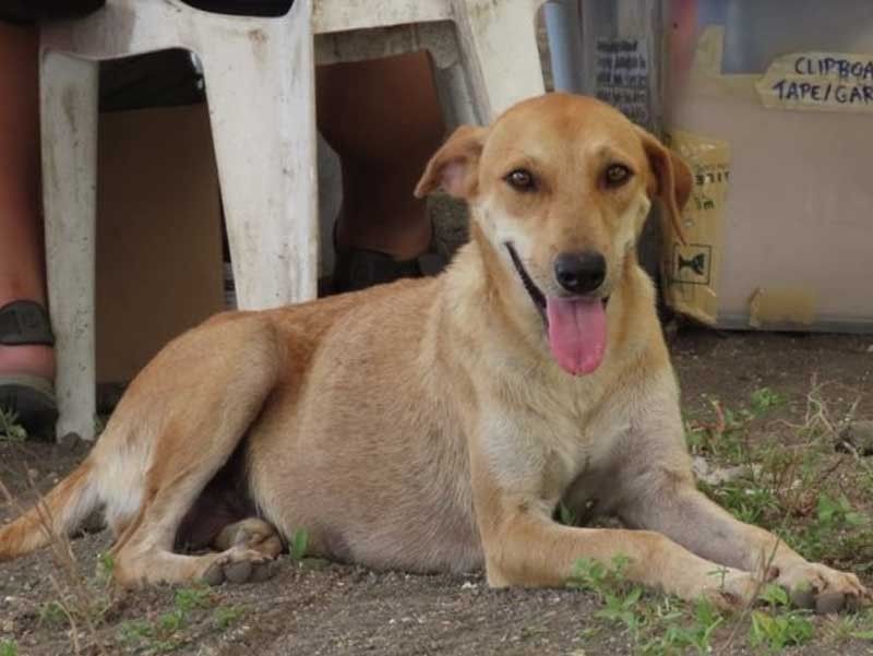 WATCH: Meet Palakitik, a dog PETA rescued from Taal island | Philstar.com