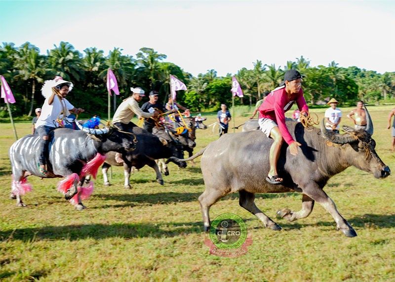 Karera ng kalabaw sa Quezon, umariba | Pilipino Star Ngayon