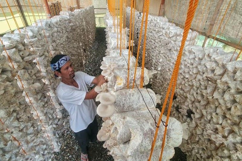 Mushroom farming no easy feat, says grower | The Freeman