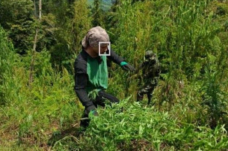 11,502 puno ng marijuana sinunog sa South Cotabato | Pilipino Star Ngayon