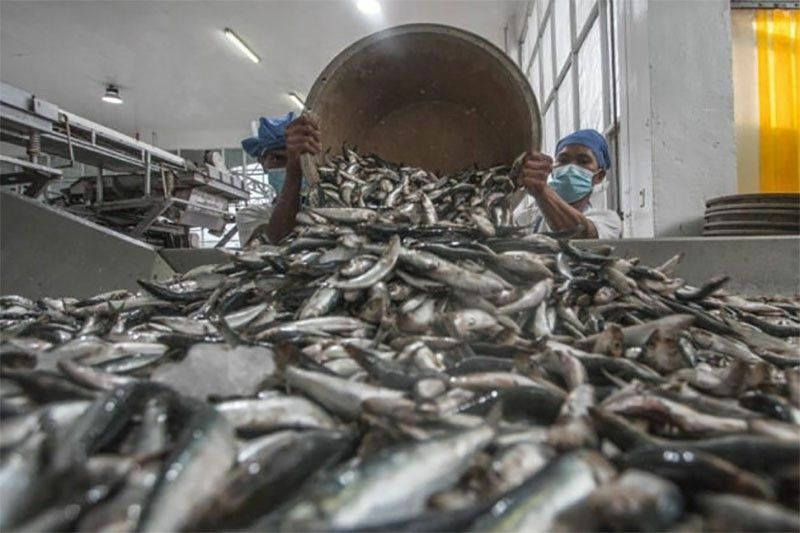 Government reviewing national sardines management plan | Philstar.com