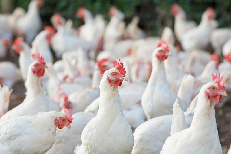 DA lifts import ban on Argentina poultry | Philstar.com