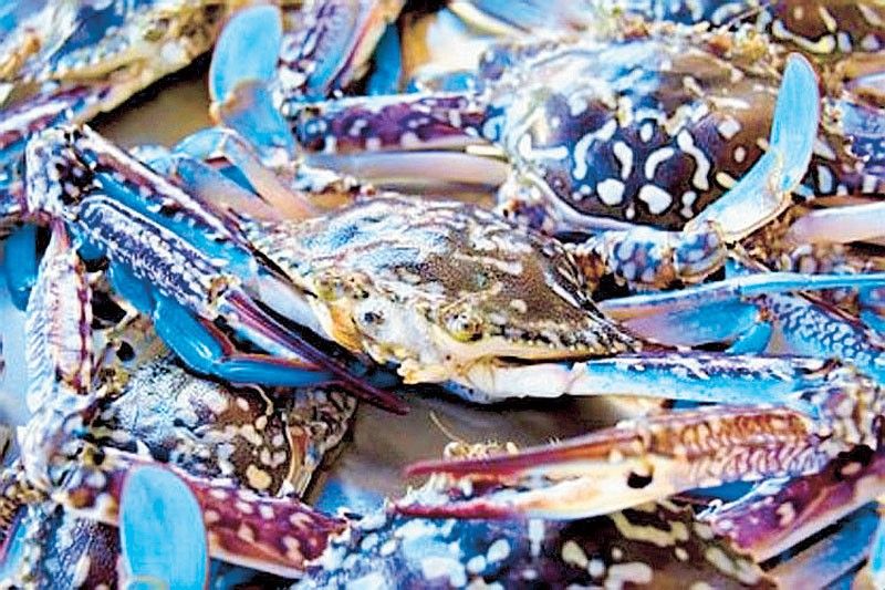 US bans imports of Philippines crab meat | Philstar.com